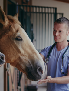Homepage - CVMA | California Veterinary Medical Association