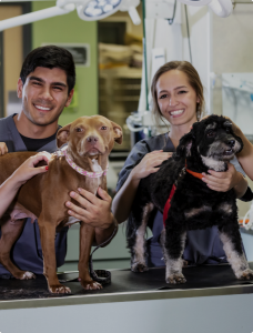 Homepage - CVMA | California Veterinary Medical Association