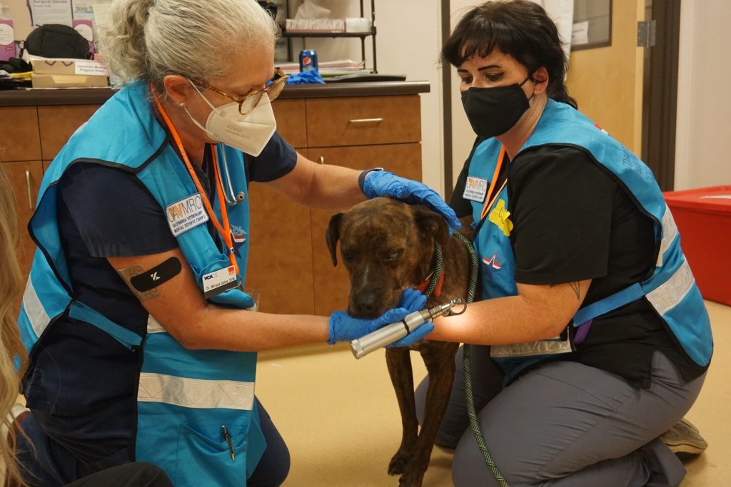 Upcoming CE - CVMA | California Veterinary Medical Association