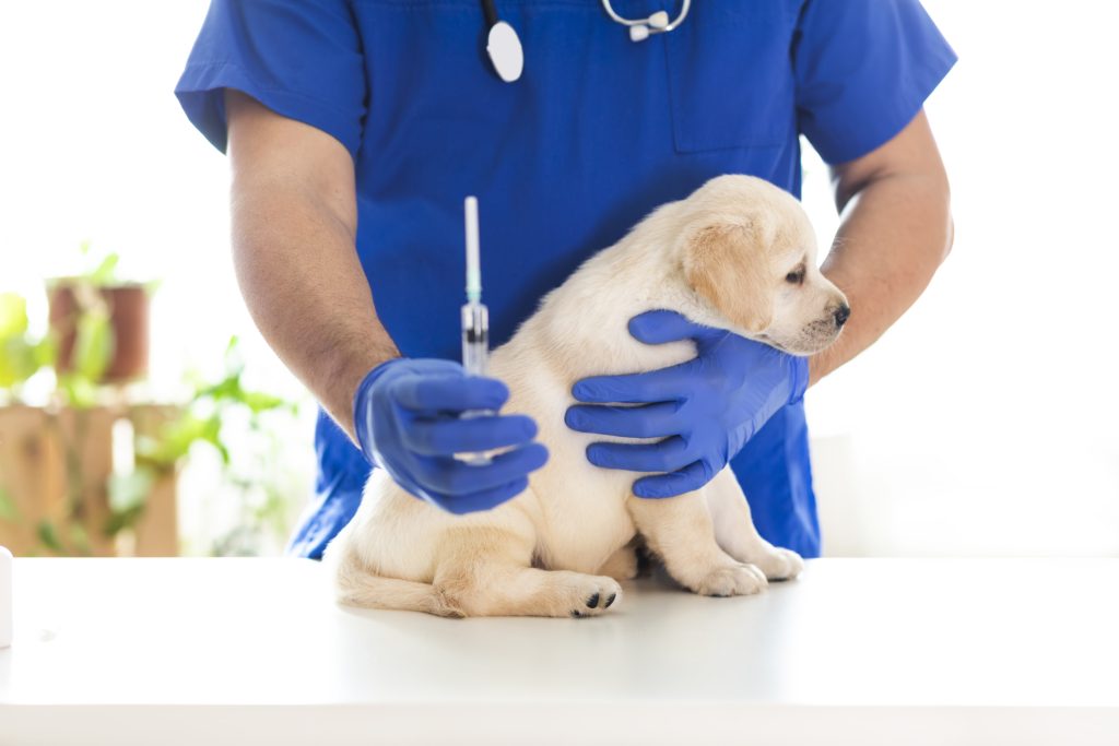 CVMA | California Canine Rabies Vaccination Exemption Law